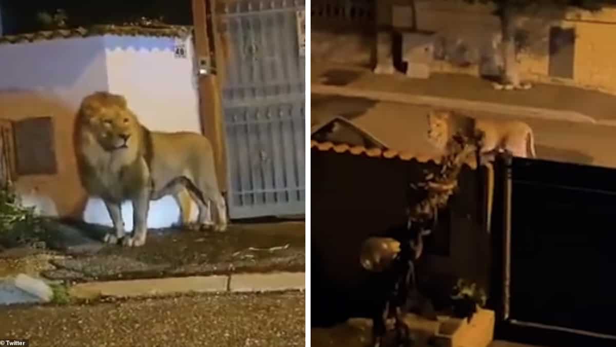Watch: Lion roams around Italian city after escaping from circus ...