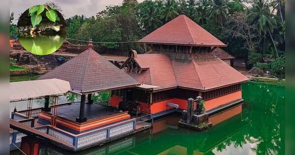 India: New crocodile appears in Kerala temple lake a year after demise ...