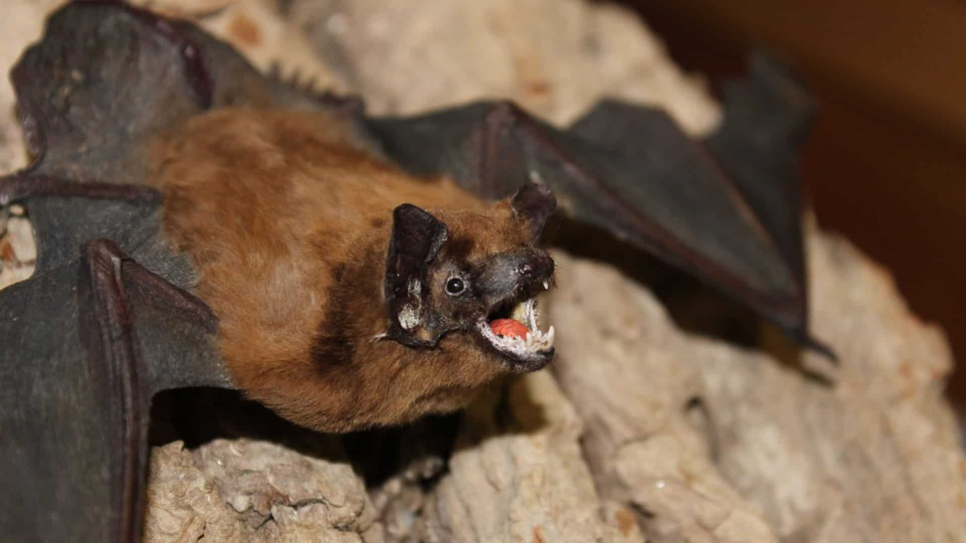 Sex ritual of this bat isn't quite how mammals copulate, video recorded ...