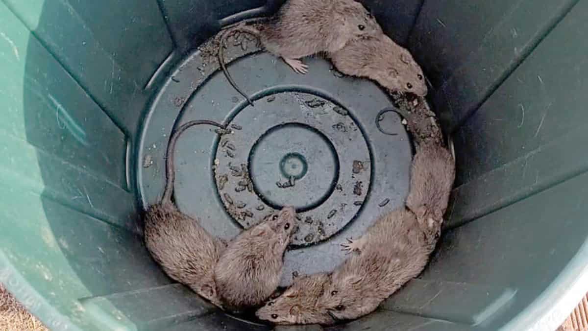 Rat plague spreads in Australia's Queensland, smelly heaps causing ...