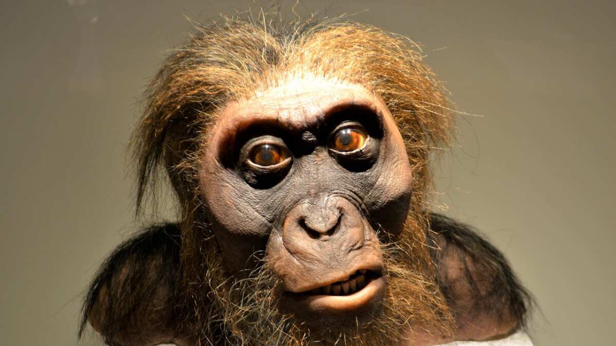 How did Neanderthals speak? Study points to human-like speech - Science ...