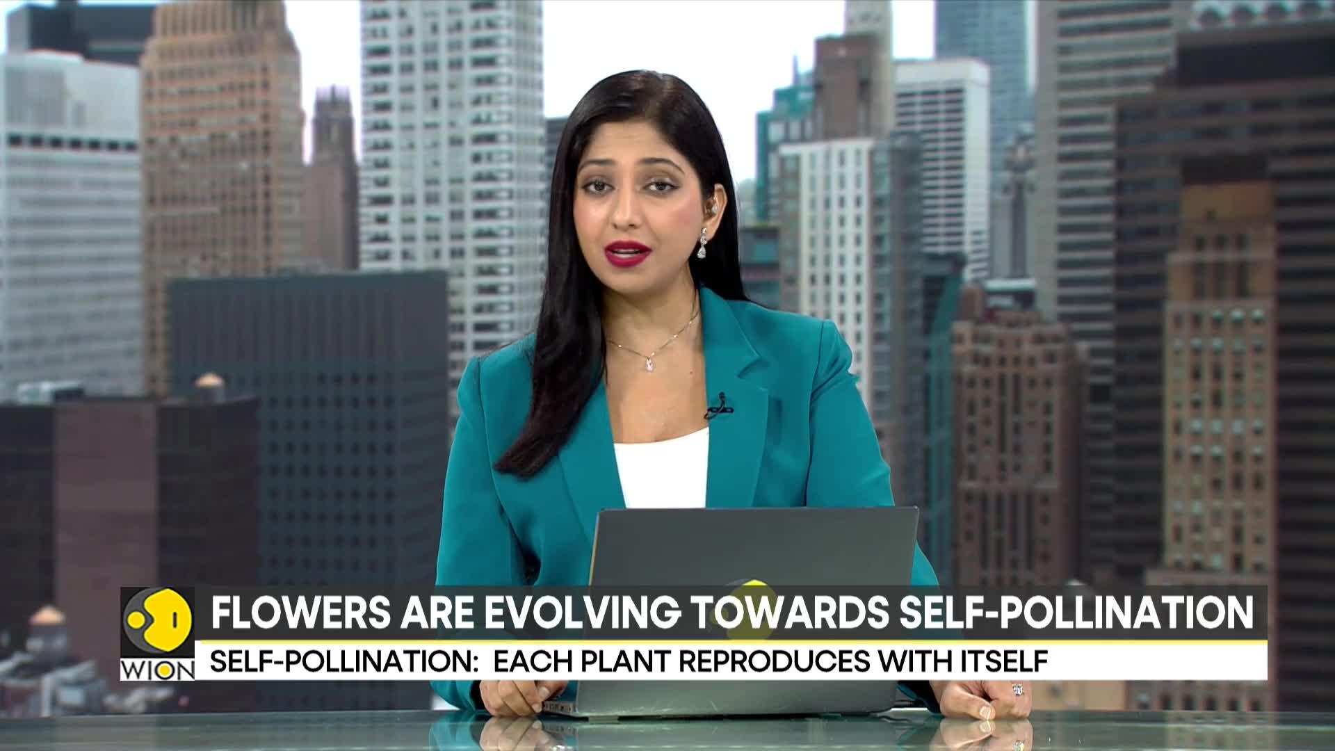 Flowers evolving towards self-pollination as 10% of insect population ...
