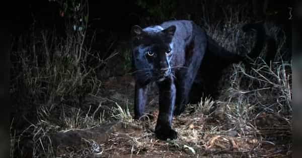 Black panther in Texas? Man's viral photo triggers debate, wildlife ...
