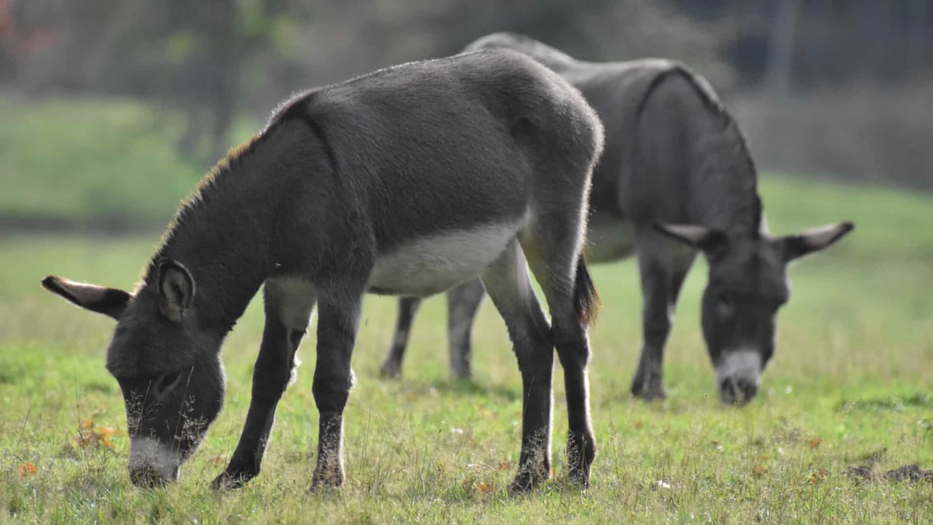 Africa, Brazil take steps to halt donkey trade in major blow to ...
