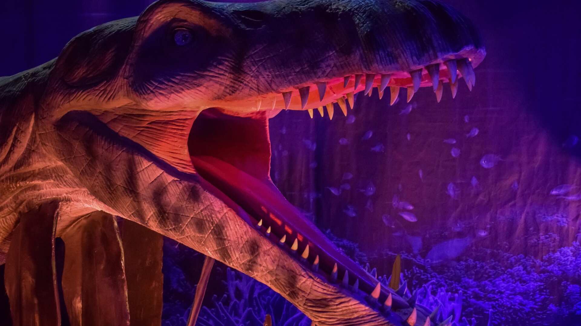 Massive pliosaur sea monster skull on display at UK’s Etches Collection ...