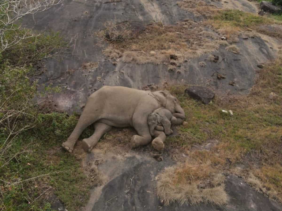 Picture worth a million words! Baby elephant reunited with mother in ...