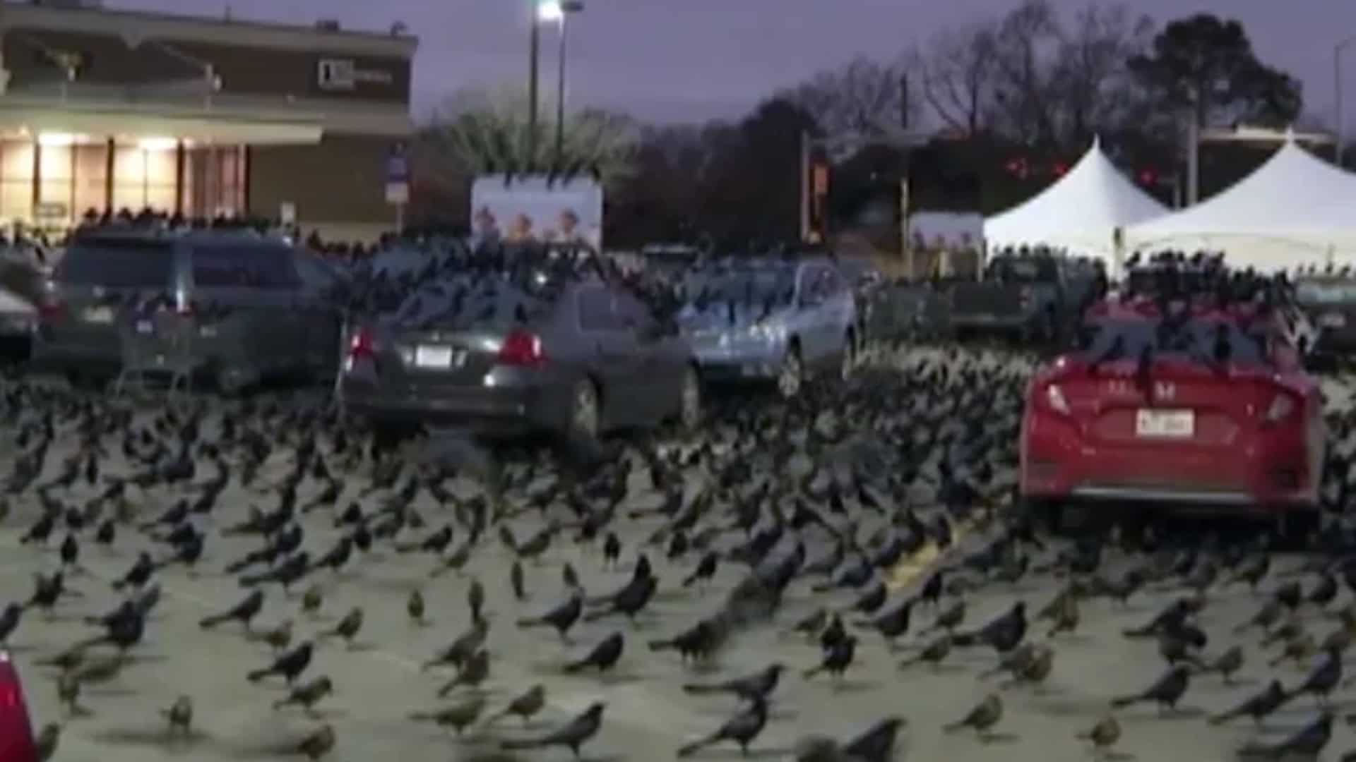 US: Hundreds of birds swamp Texas parking lot; eerie video goes viral ... US: Hundreds of birds swamp Texas parking lot; eerie video goes viral ...