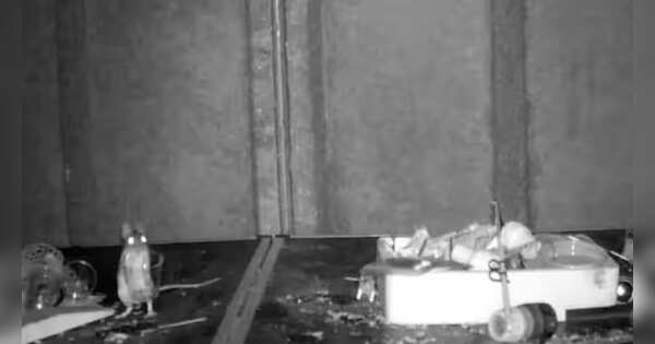 ‘Welsh Tidy Mouse’ might have been cleaning British man’s shed for ‘fun ...