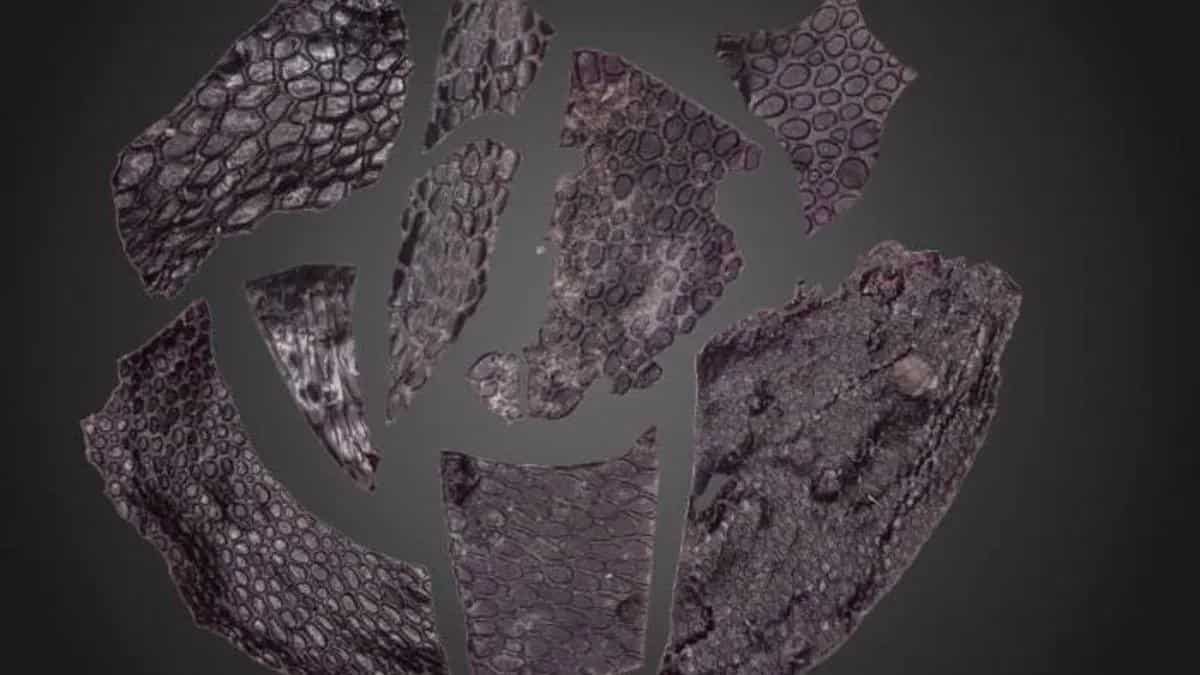 Rare fossilised skin from an unknown creature is a whopping 286-million ...