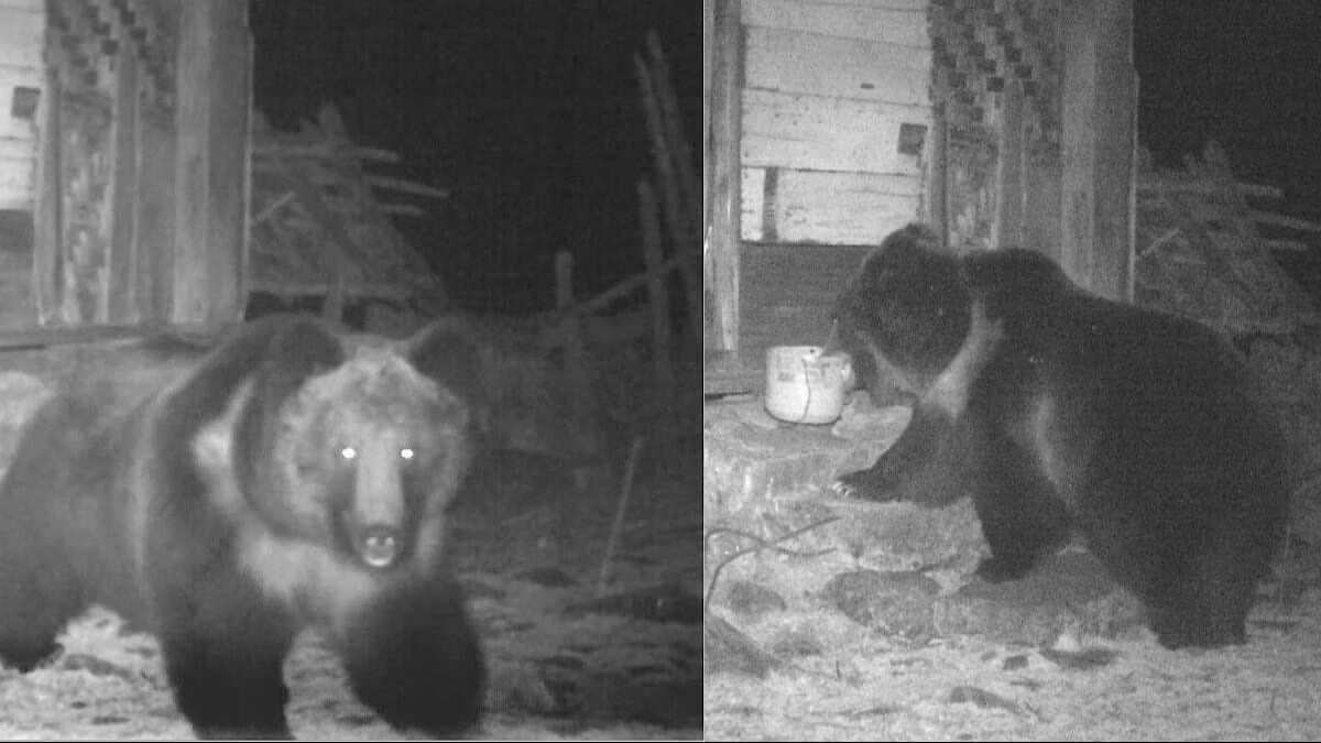 India documents first-ever evidence of rare Tibetan Brown Bear - India ...