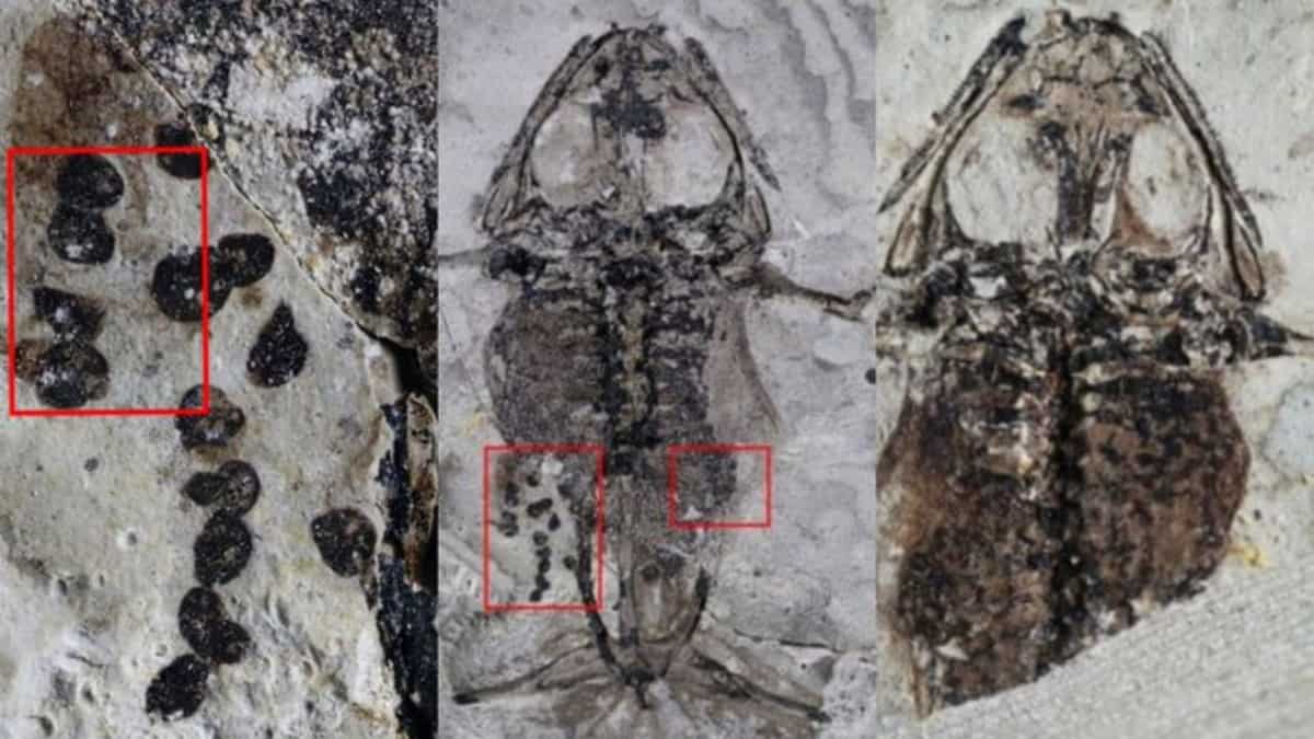 Fossil of a dinosaur-era frog suggests it suffered gruesome death while ...