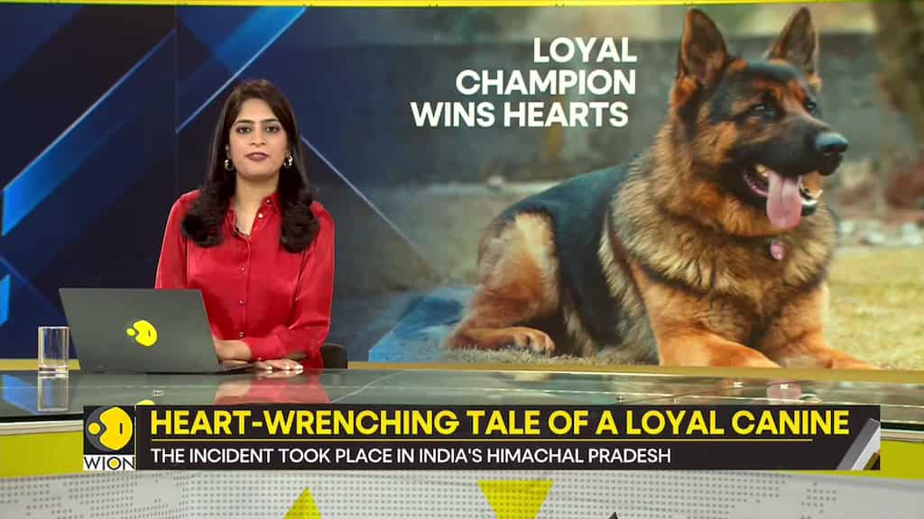 Loyal News - Latest Loyal News, Breaking Loyal News, Loyal News Headlines