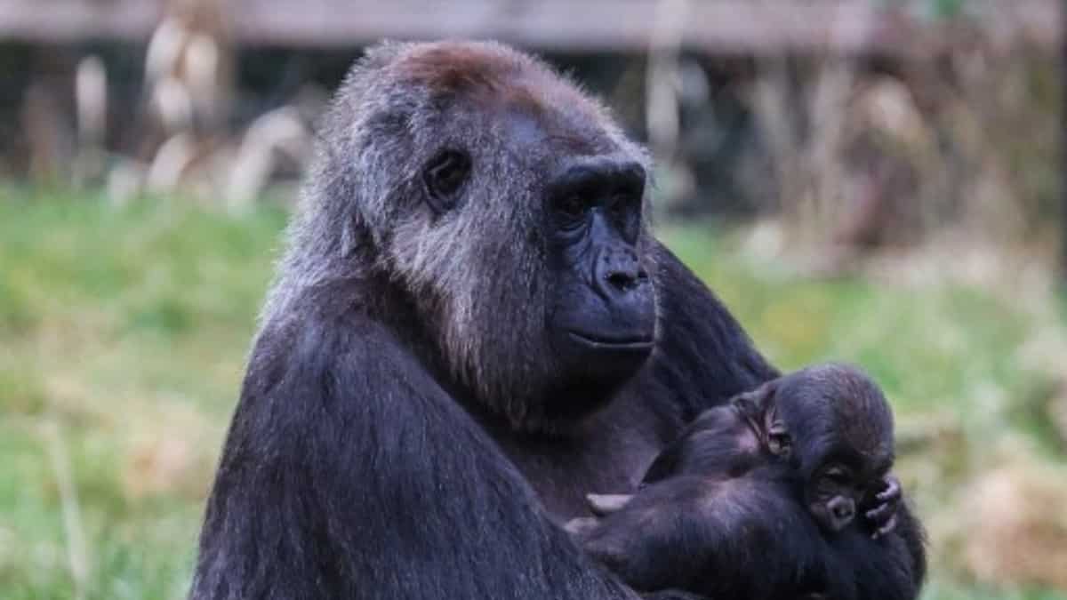 Another critically endangered gorilla born at London Zoo - World News