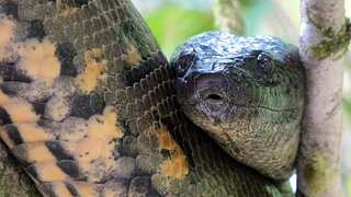 Anaconda News - Latest Anaconda News, Breaking Anaconda News, Anaconda ...