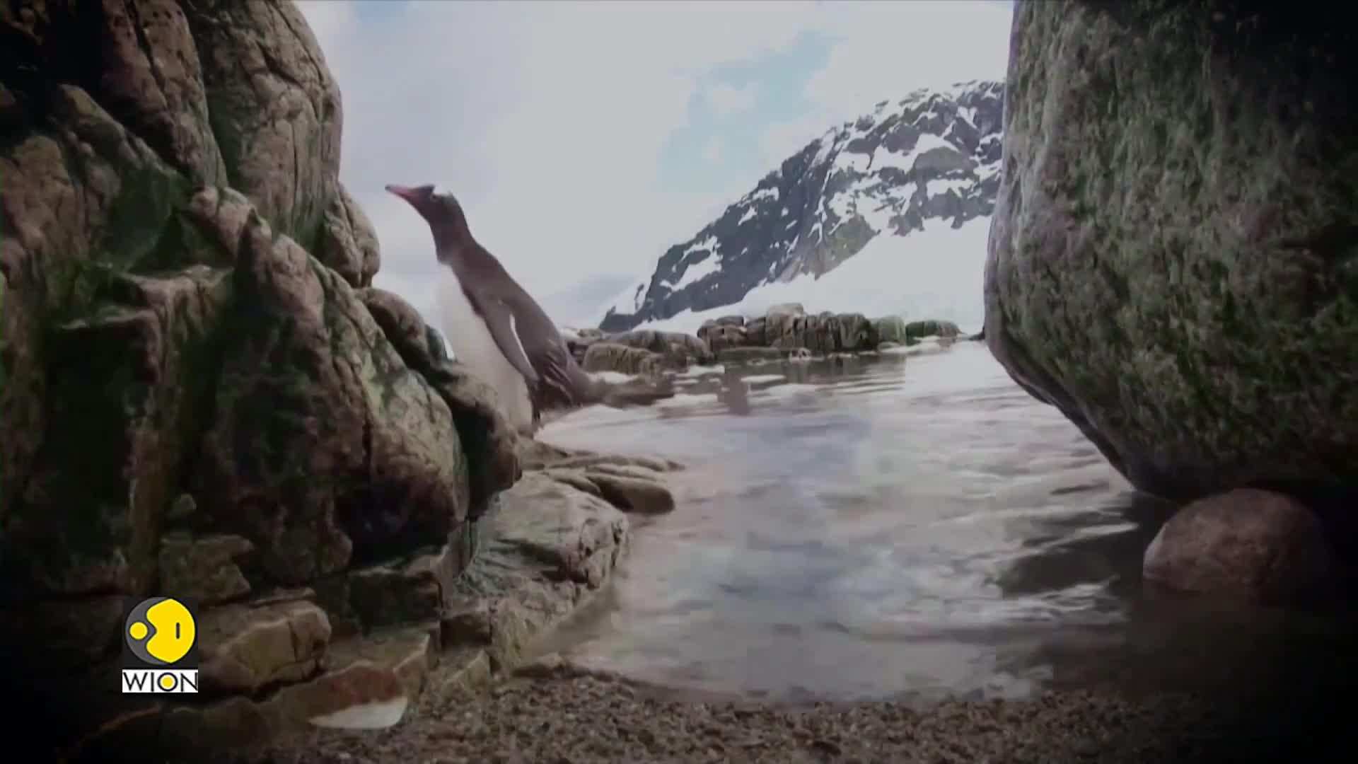 Antarctic sea ice depleting due to rising temperatures - WION Climate ...