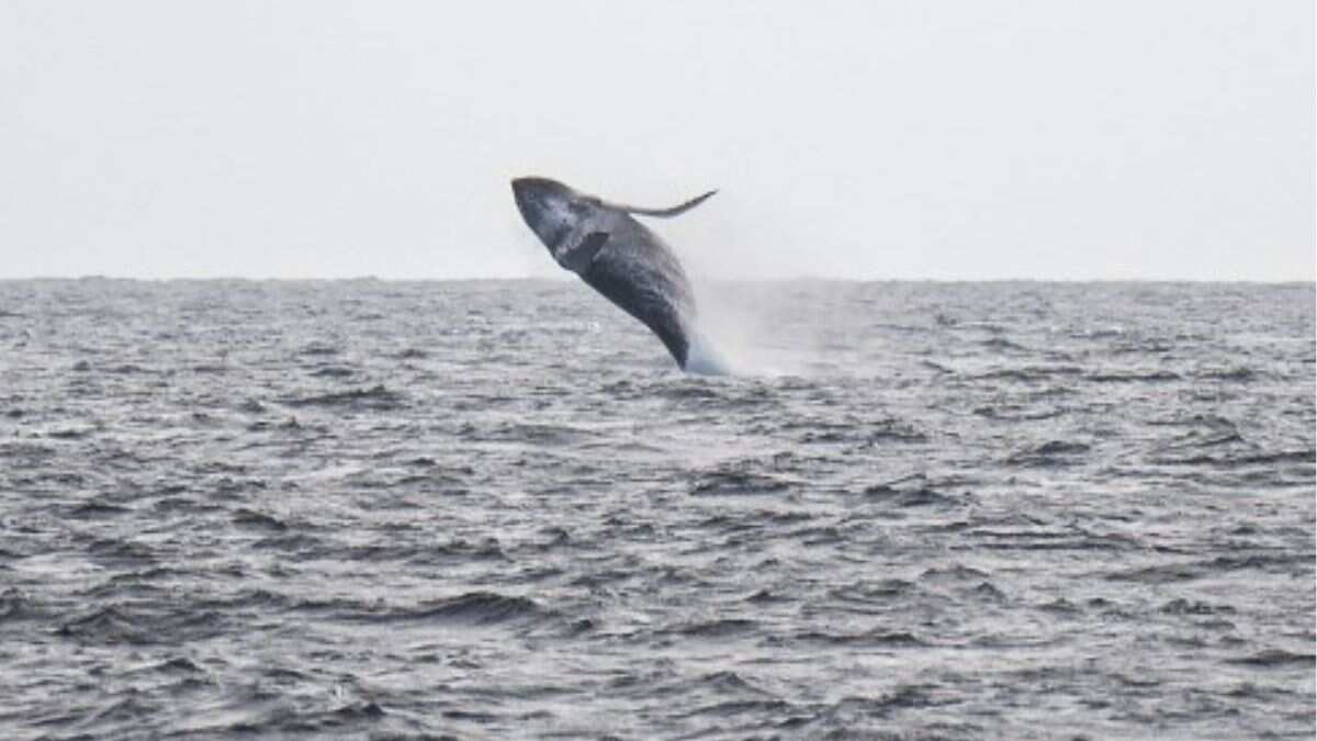 Pacific whale population decline possibly linked to heatwaves, suggests ...