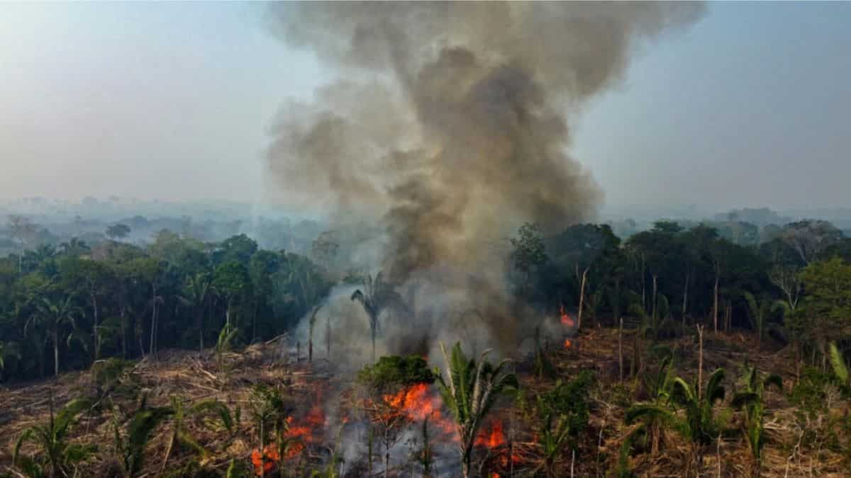 Brazilian Amazon witnessed 3,000 forest fires in February, highest ...