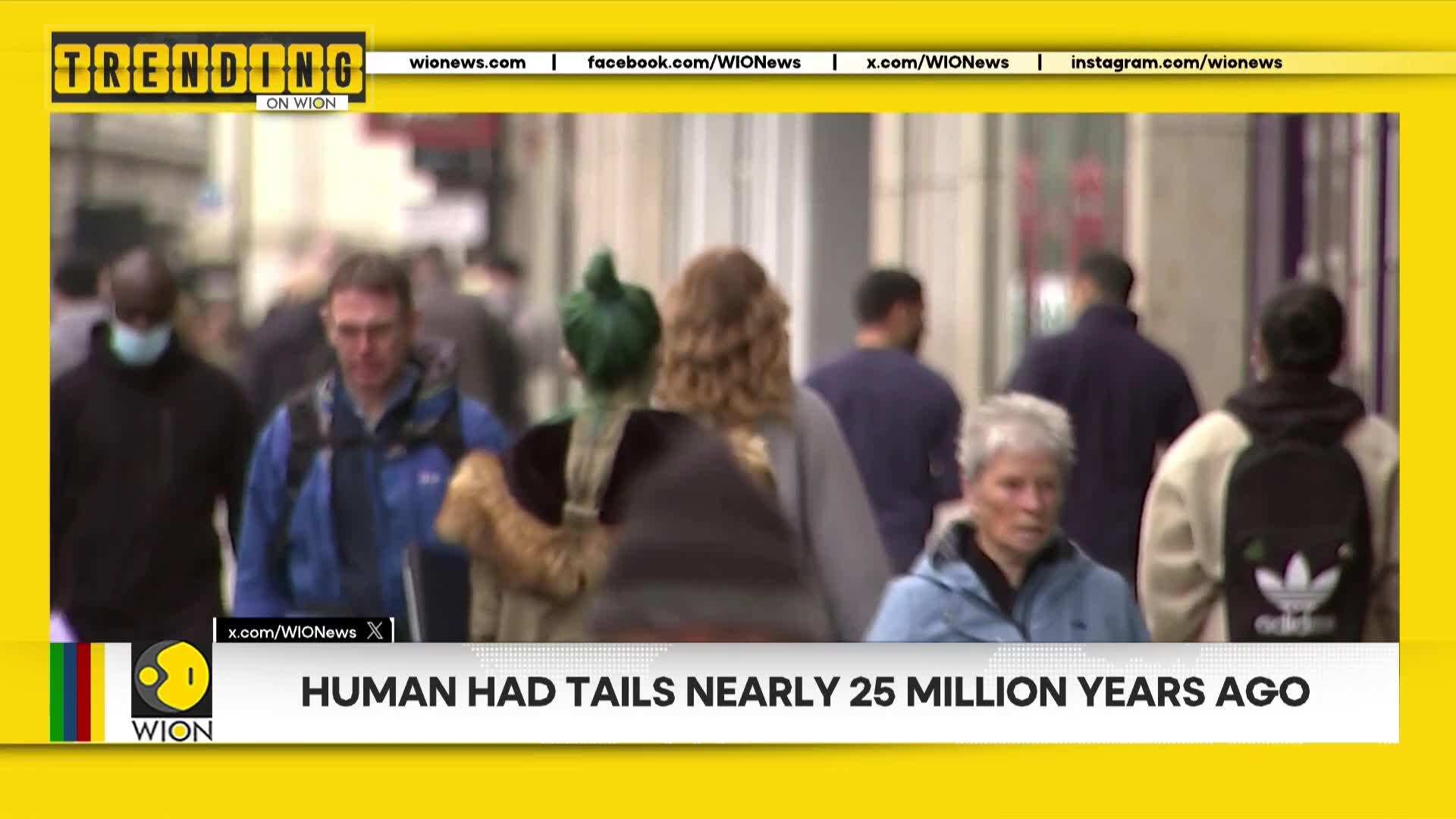 Why Humans lost their tails 25 million years ago revealed | Trending on ...