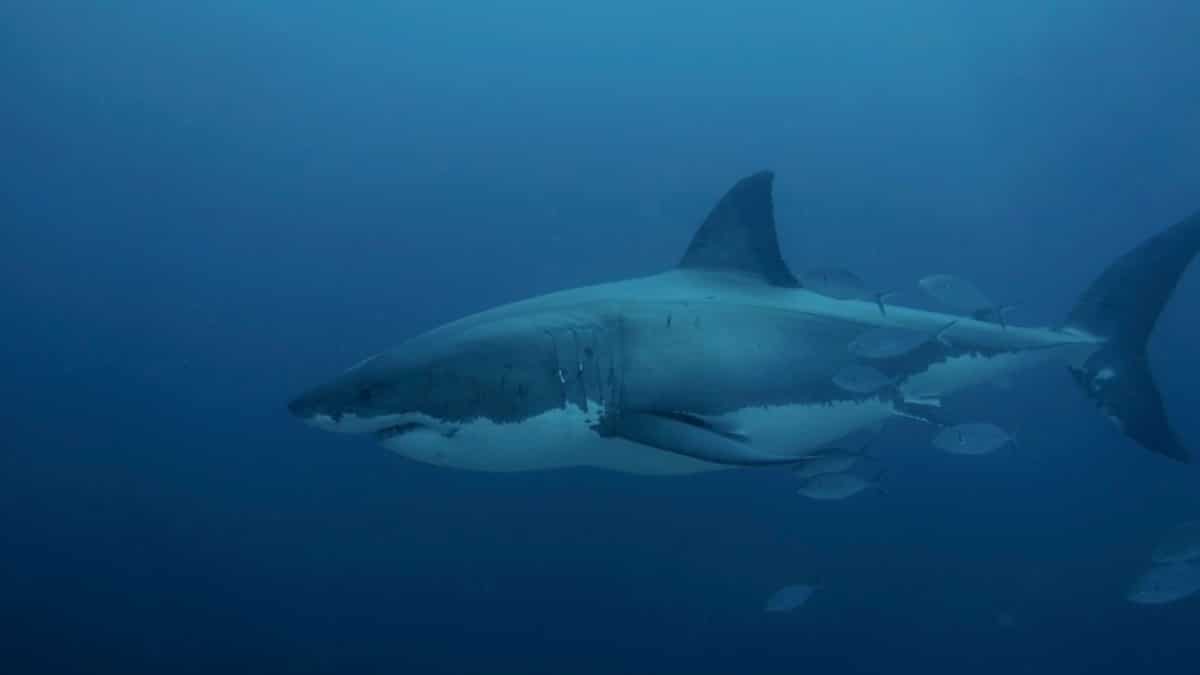 Australia: Surfer’s severed leg washes up on beach after shark attack ...