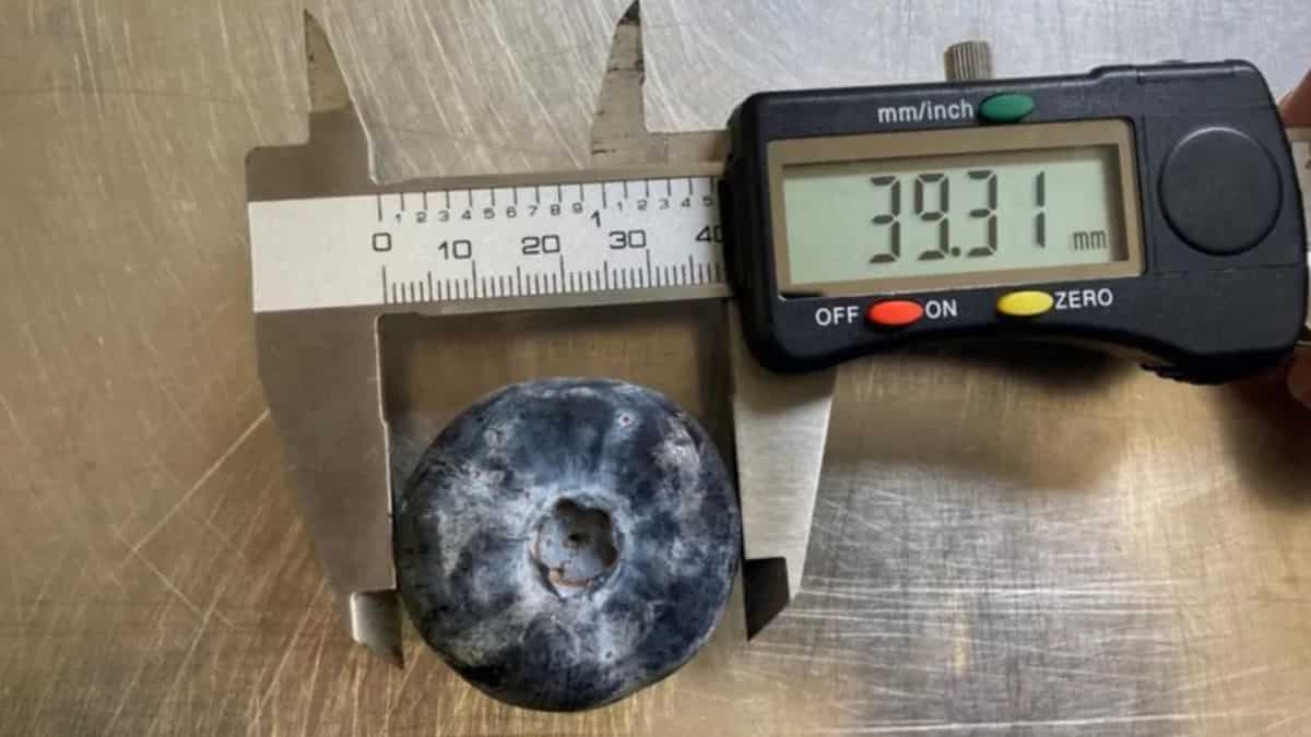 World's biggest blueberry, as big as a ping-pong ball, grown in ...