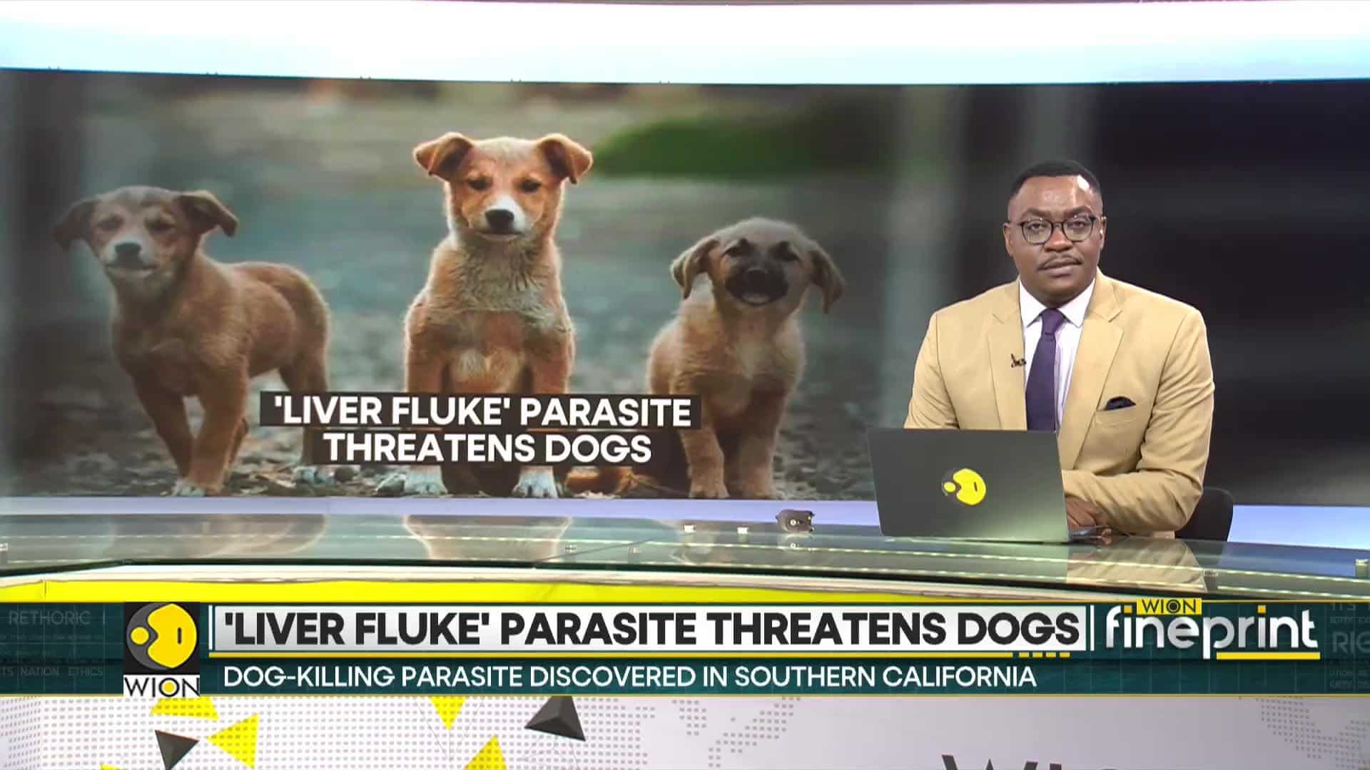 Dog-killing 'Liver fluke' parasite discovered in Southern California ...