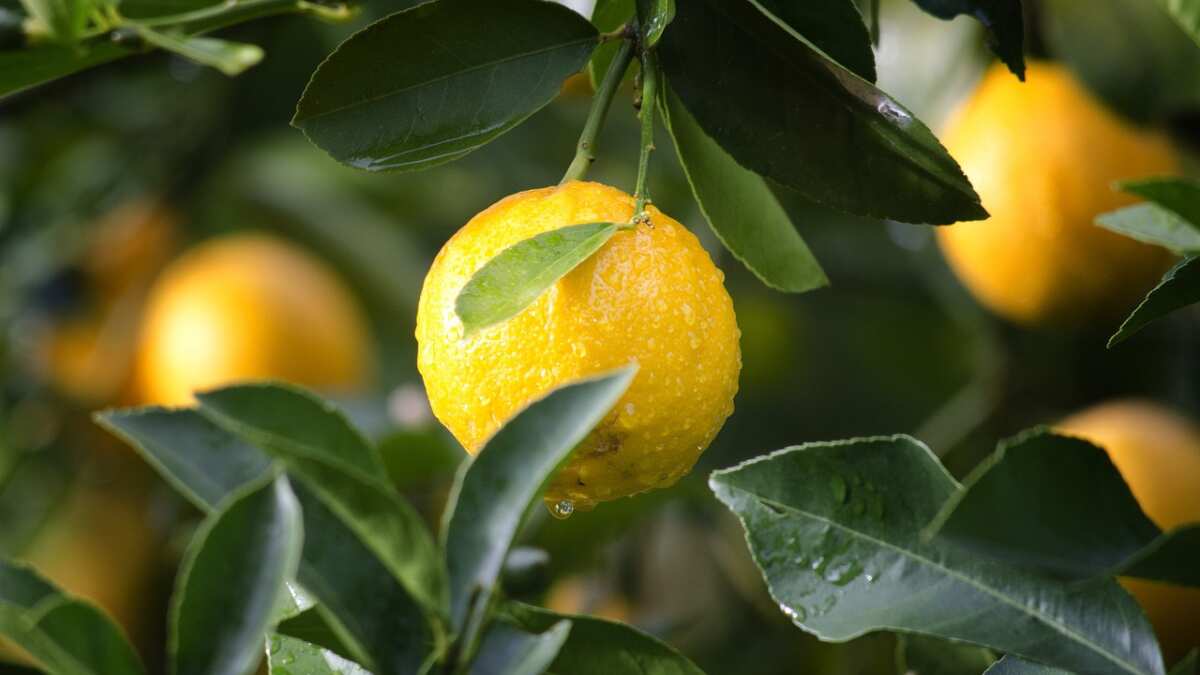 Sacred nine lemons, believed to cure infertility, sell at hefty prices in Indian temple - India ...