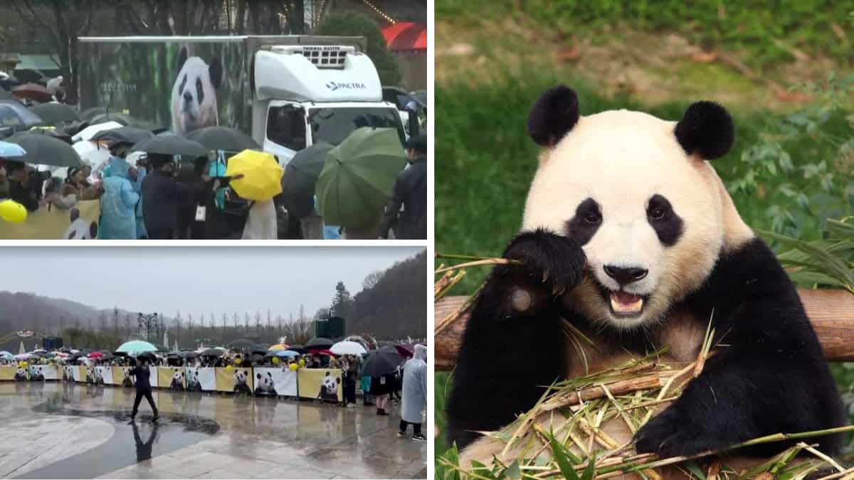 WATCH | South Koreans bid farewell to beloved Fu Bao as first panda ...
