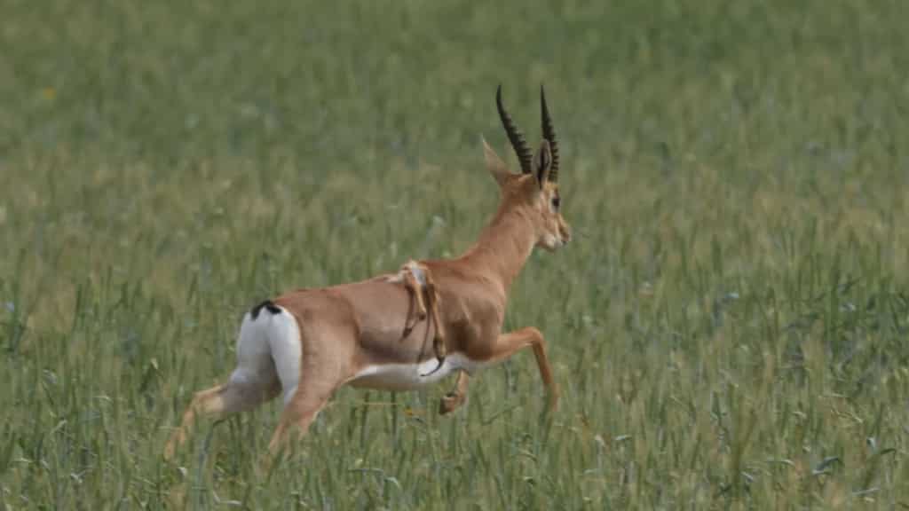 Mountain Gazelle News - Latest Mountain Gazelle News, Breaking Mountain ...