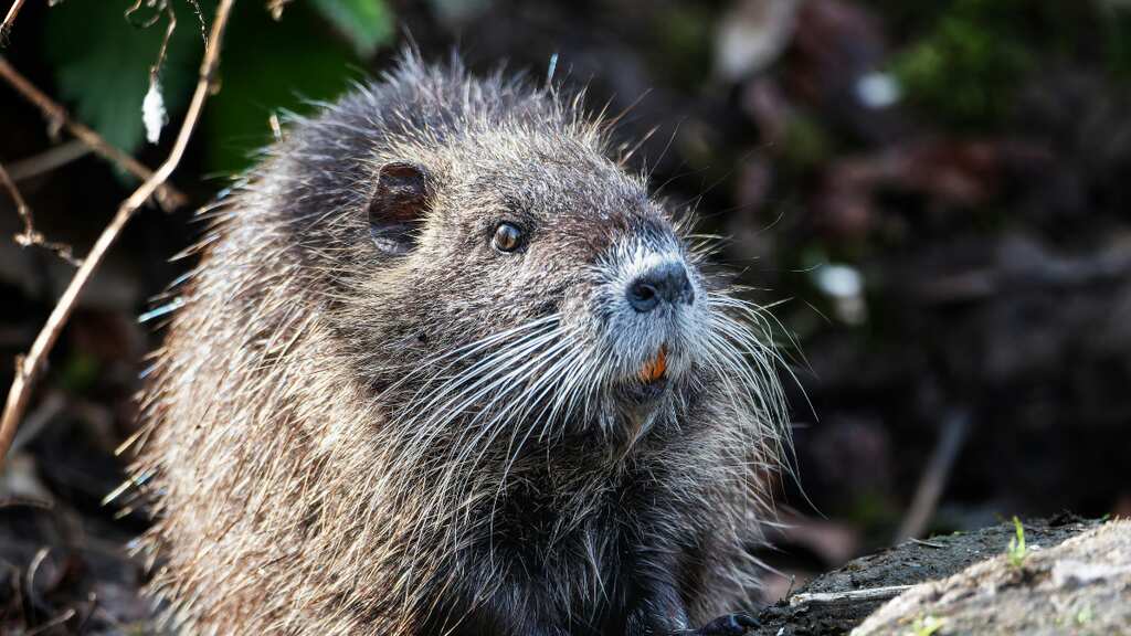 Beavers News - Latest Beavers News, Breaking Beavers News, Beavers News ...