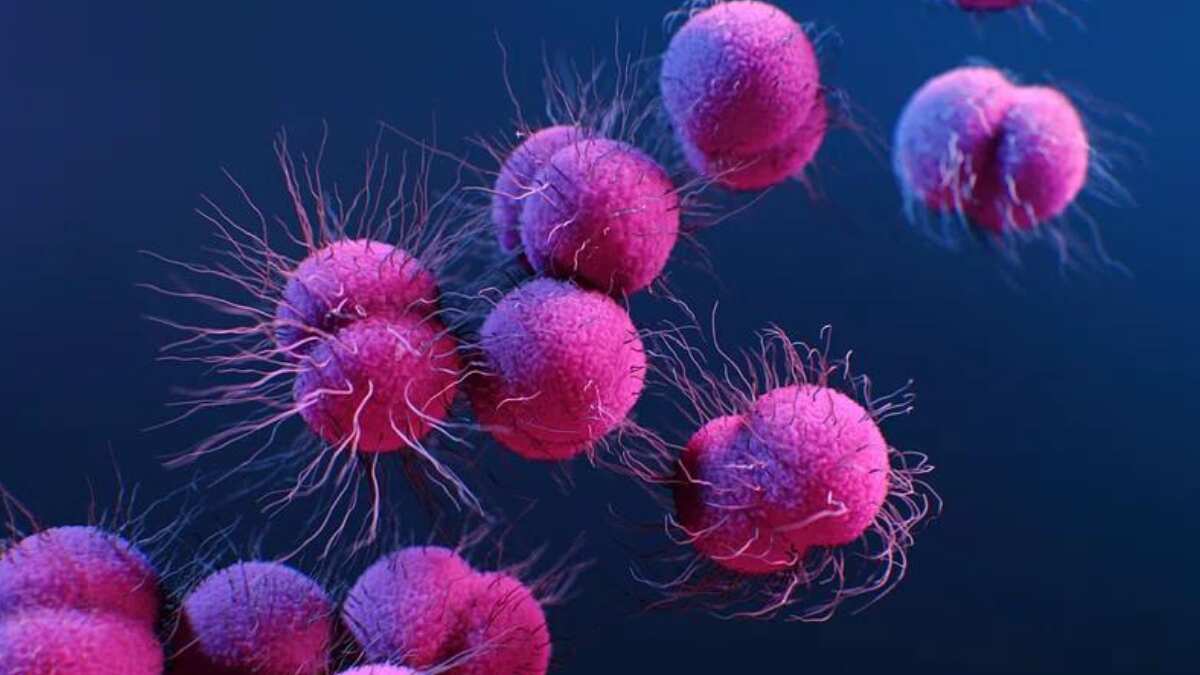 'Vampire' bacteria: Some common pathogens are now feasting on human ...