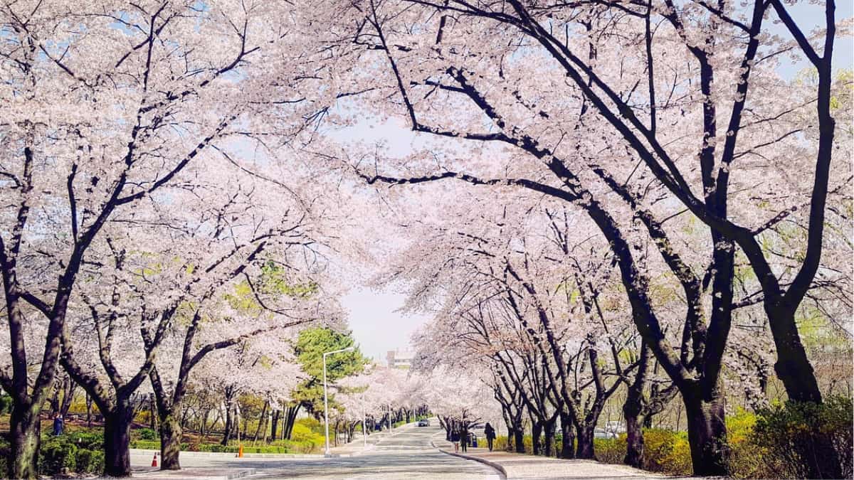 South Korea marks hottest April since 1973, average daily temperatures ...