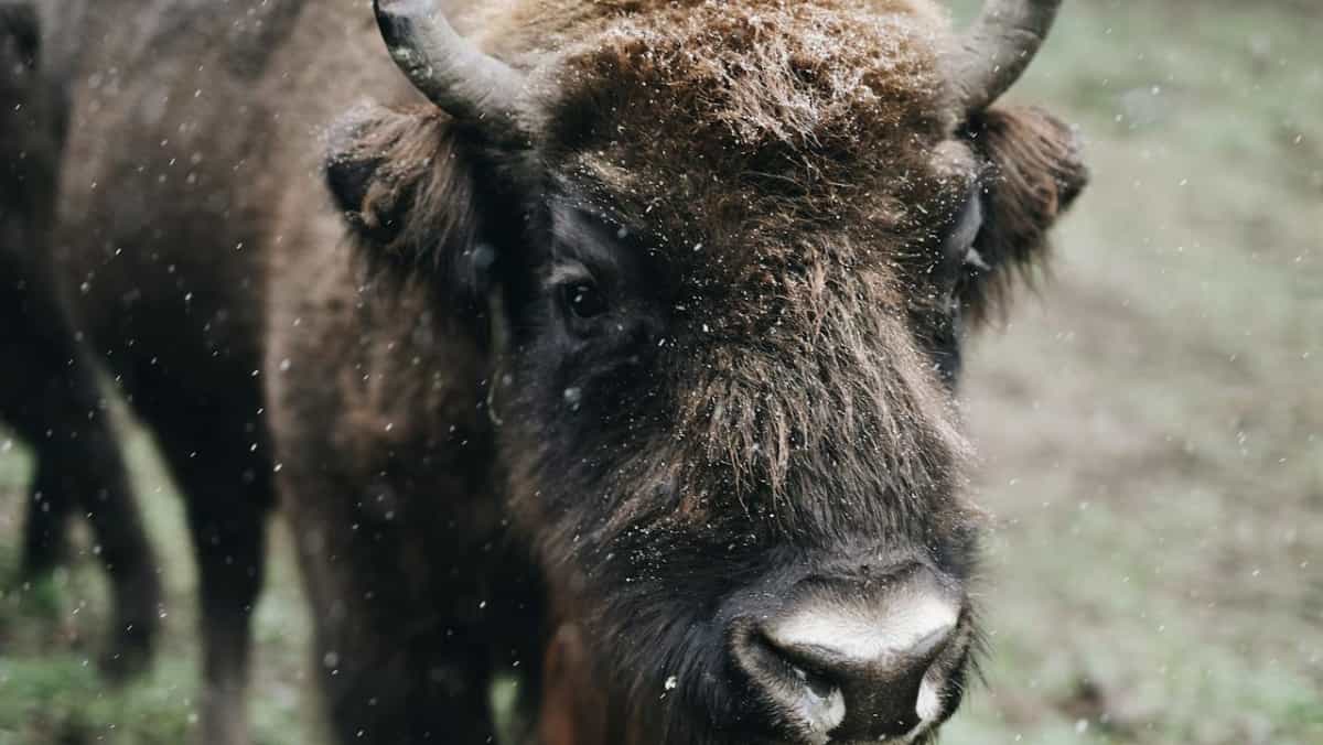 Bison herd of 170 capable of storing CO2 emissions equal to 43,000 cars ...