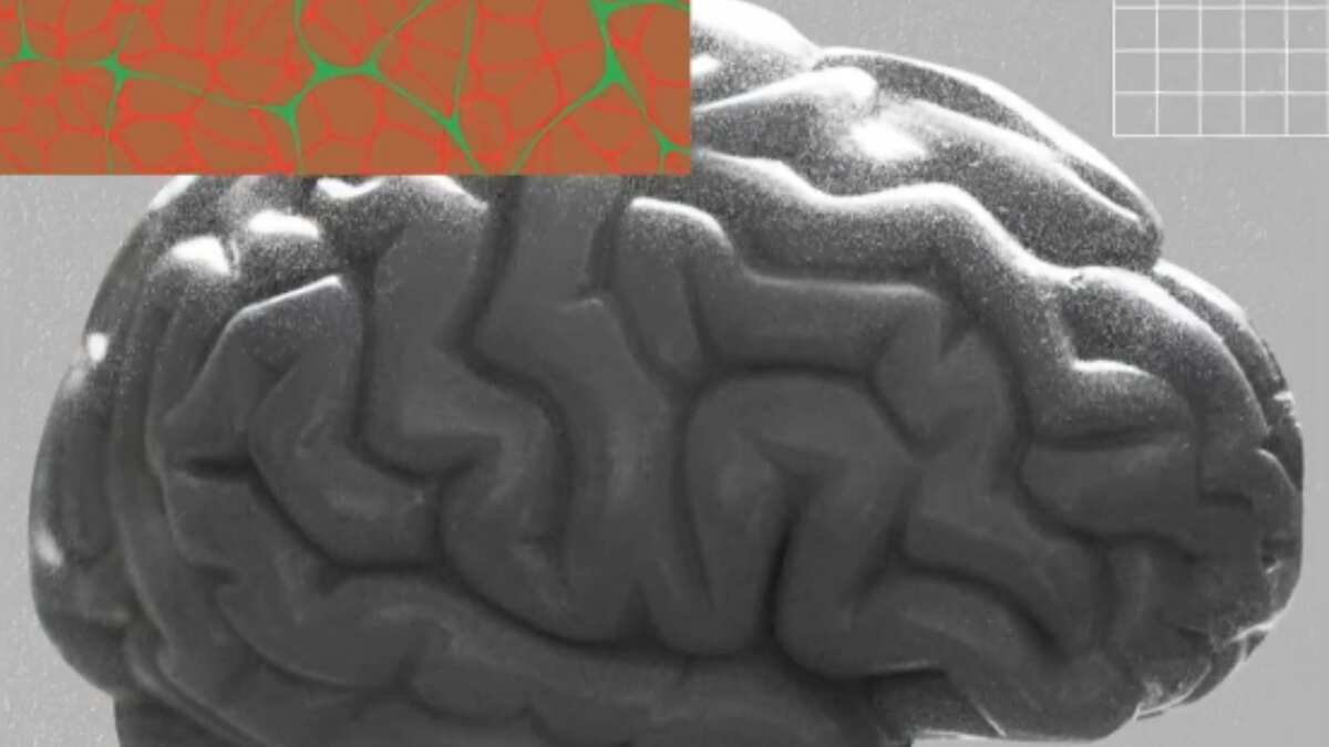 Google, Harvard reveal new insights about human brain using AI. Here's ...