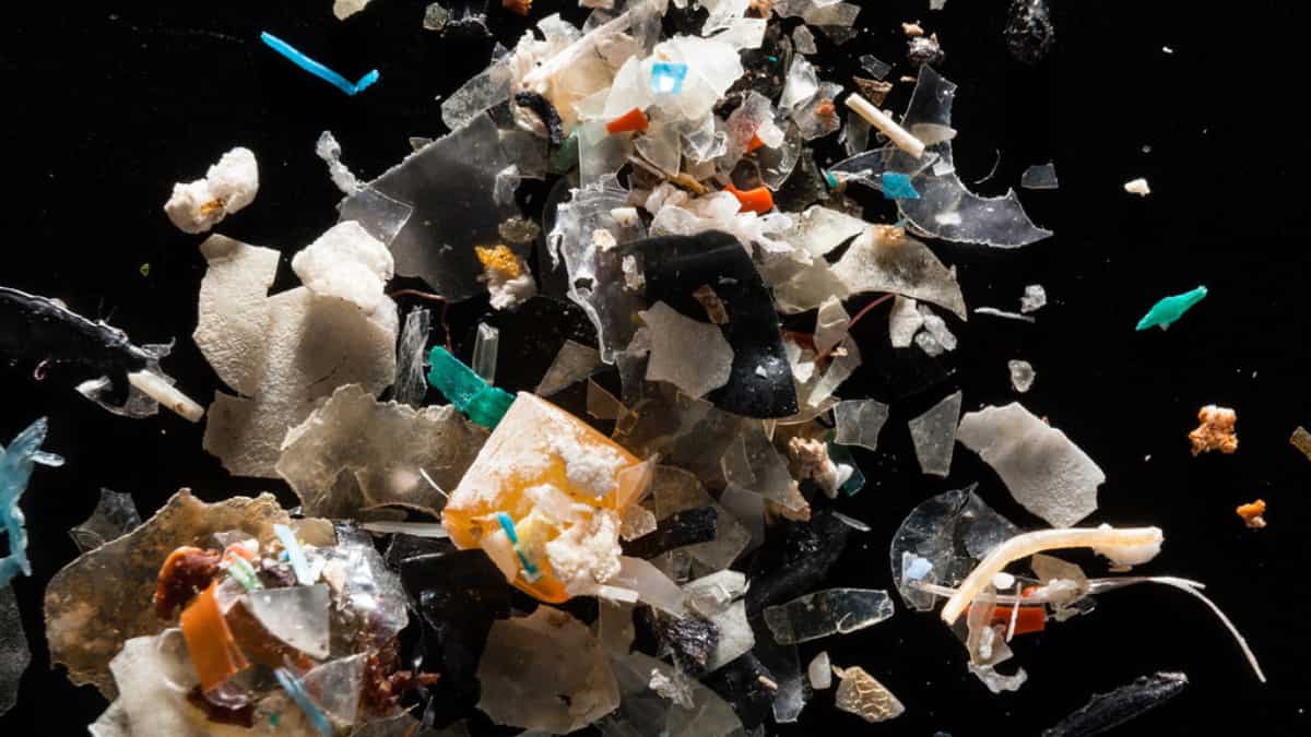 Scientists Baffled After Discovery Of Microplastics In Human Testicles