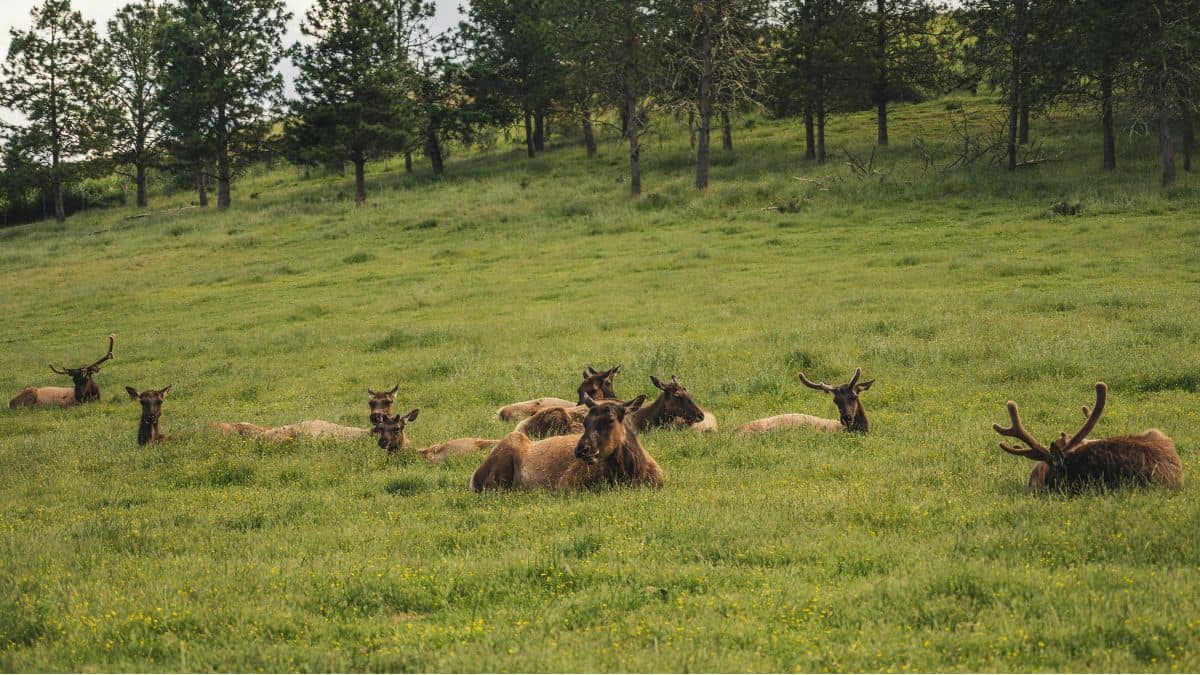 Animal attack claims life of 70-year-old; Alaska man killed by moose ...