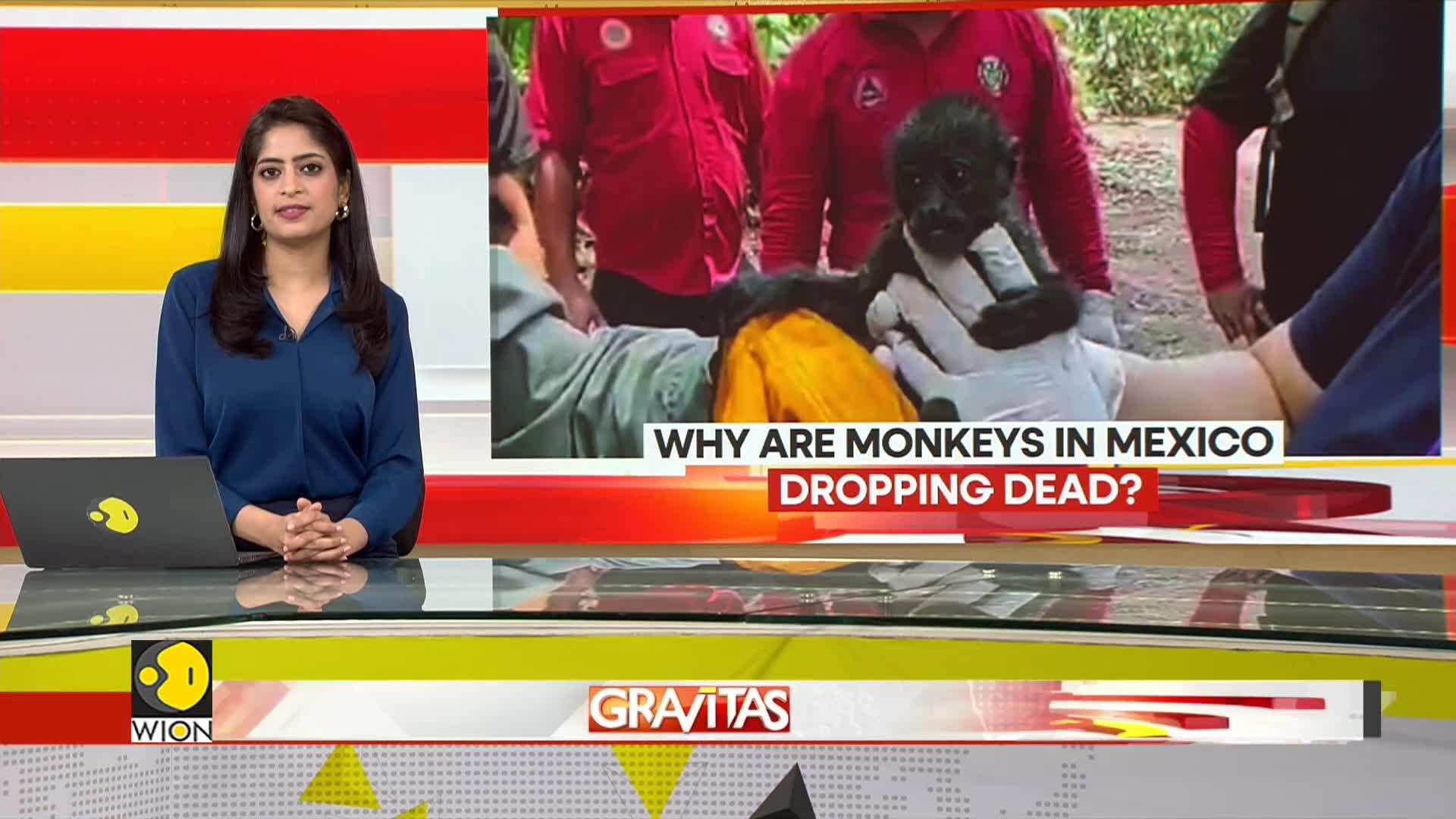 Gravitas | Why are monkeys in Mexico dropping dead? - Gravitas News