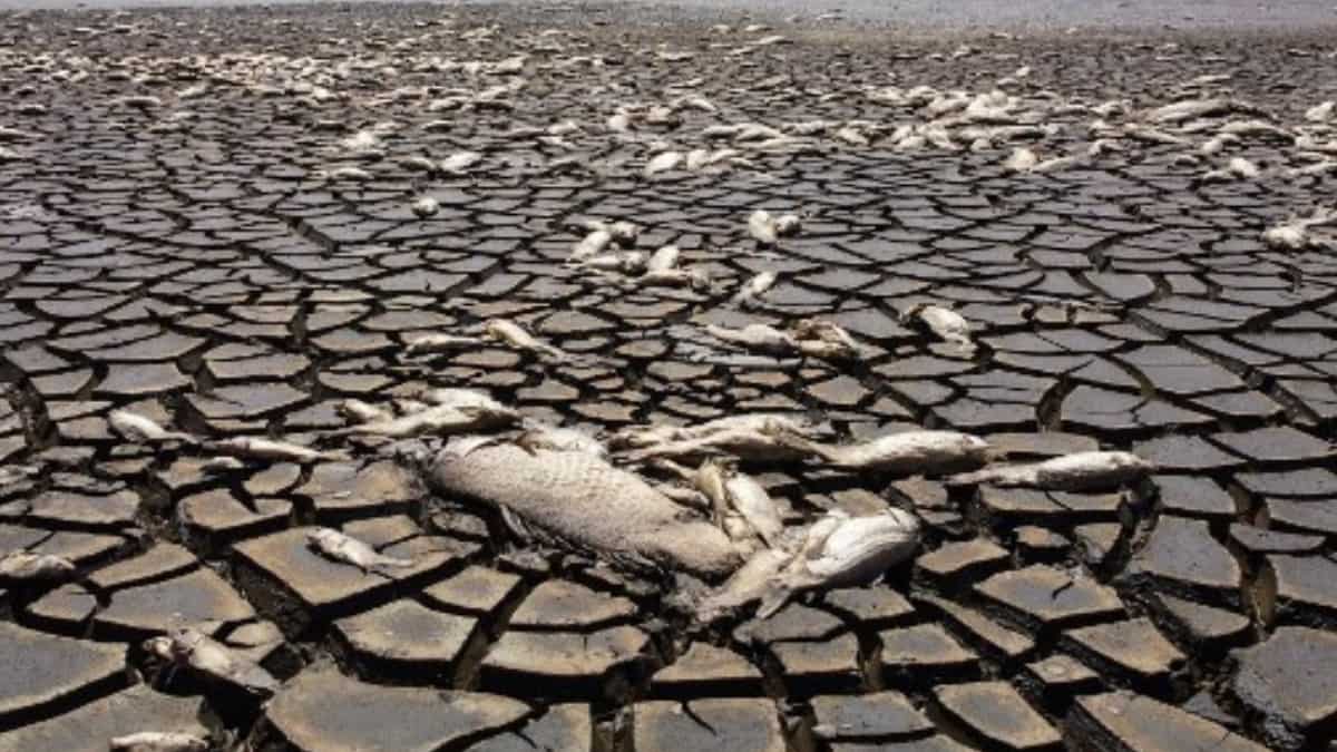Mexico struggles amid drought, thousands of fish die as lagoon in north ...