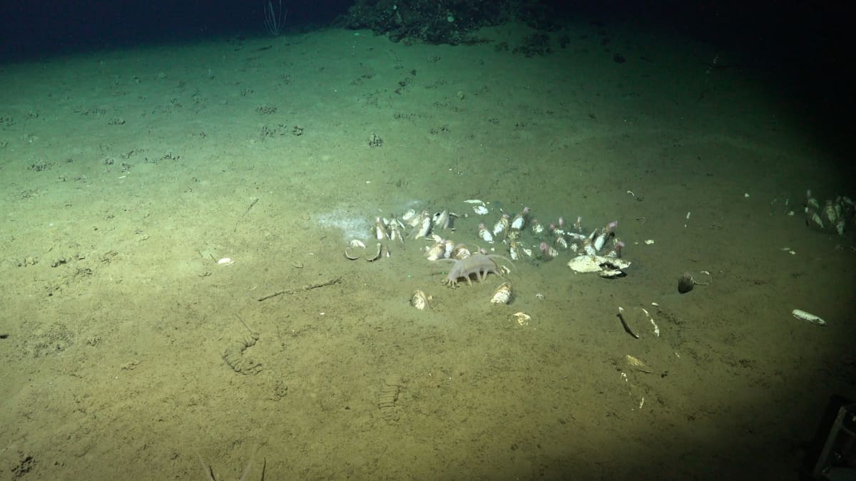 Researchers spot sea pig in Chile’s deepest known cold seeps located ...