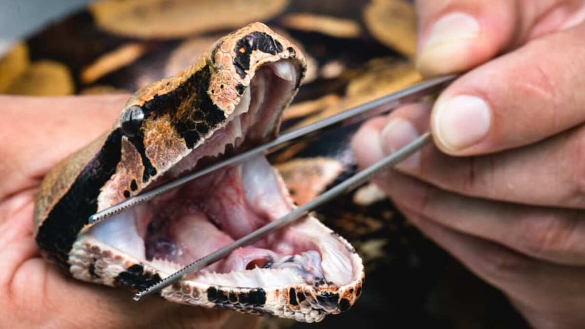 Device inspired by Python teeth revolutionises rotator cuff repair ...