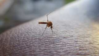 Mosquito News - Latest Mosquito News, Breaking Mosquito News, Mosquito ...