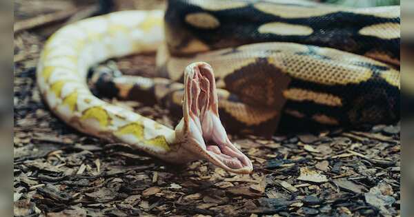Snake alert! Huge python swallows woman, partner finds her legs in ...