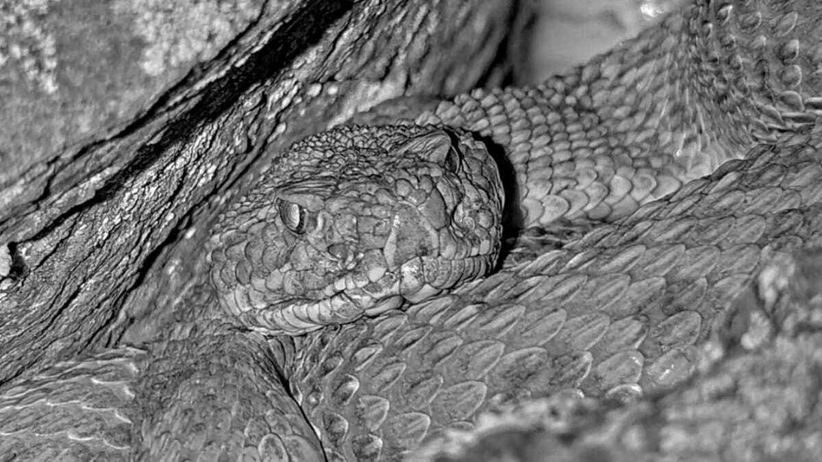 Big Boss of snakes? Scientists live stream thousands of rattlesnakes ...