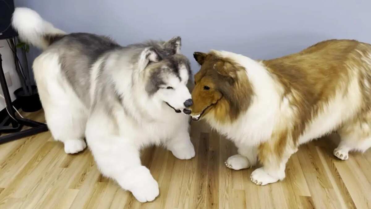 Japanese man turned dog now gets himself a 'dog' best friend: Watch ...