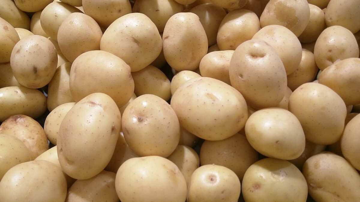 Are potatoes not unhealthy? New research reveals they may work magic ...