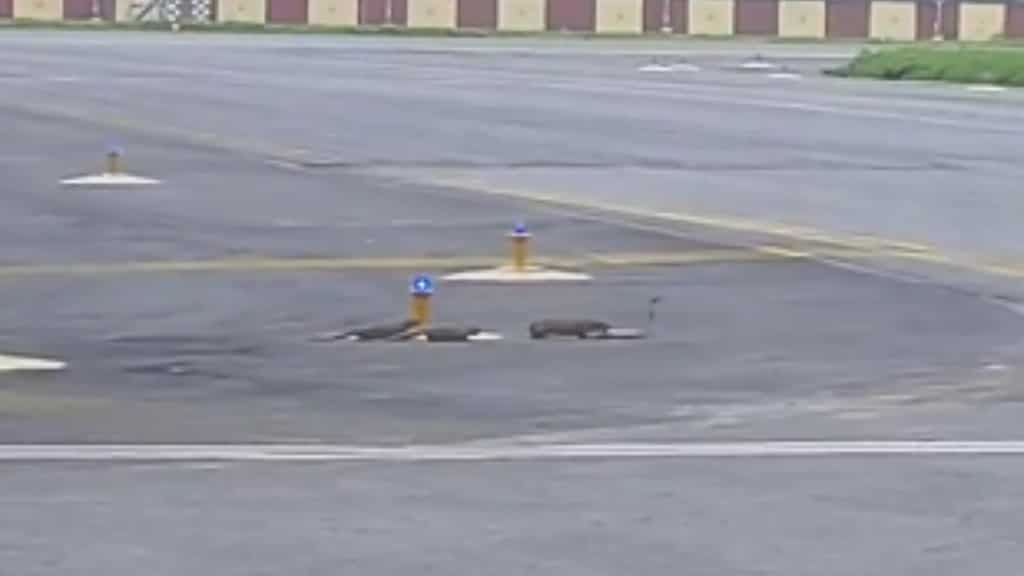 Mongoose News - Latest Mongoose News, Breaking Mongoose News, Mongoose ...