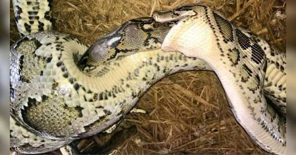 Burmese python eats a bigger reticulated python alive in rare event ...