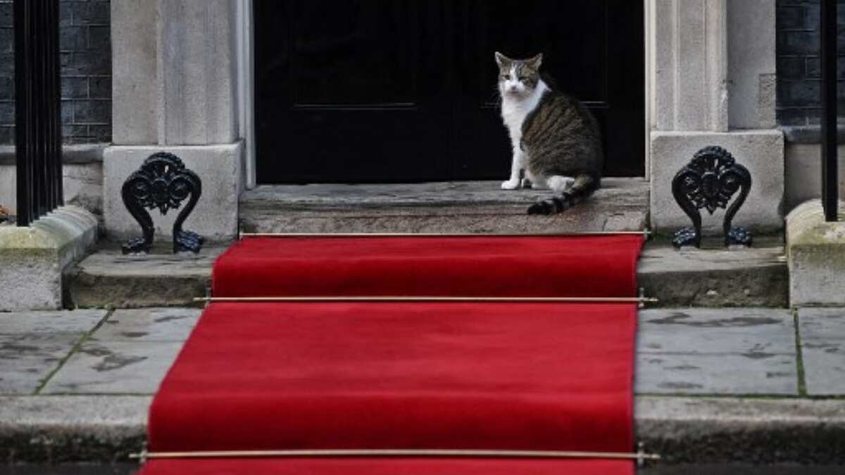 Larry the Cat to get an 'assistant' as chief mouser of UK PM office ...