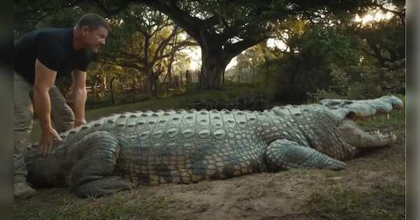 Meet world’s oldest crocodile, Henry – a 16ft monster who has six ...