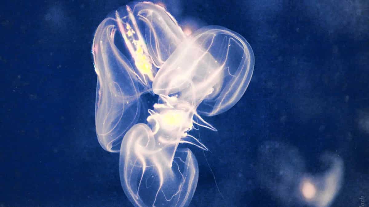 Sea creature that can switch to its baby form is basically time ...