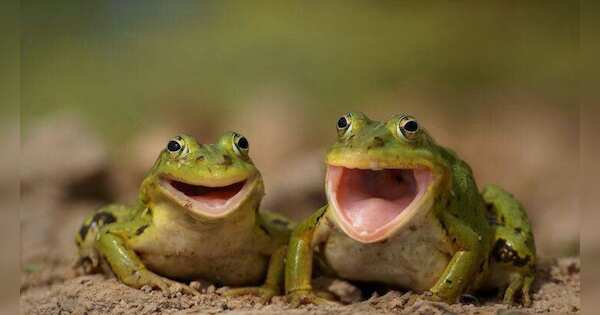 Laughing frog gets added to Australia's fauna. Here's what it is ...